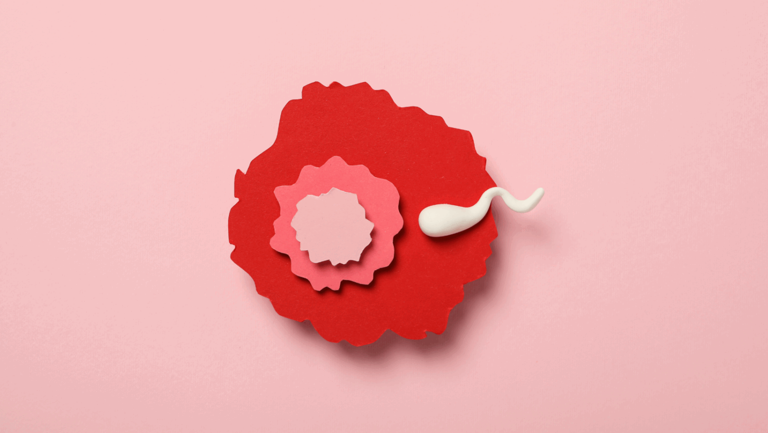 Fertility: Why Your Ovulation Window Matters – Shen Medicine